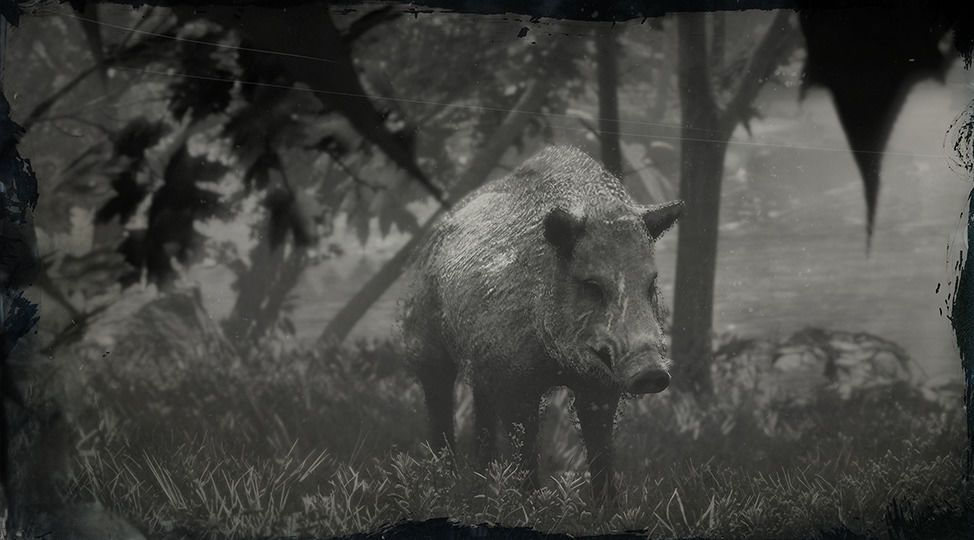 The Ultimate Guide To Legendary Animals in Red Dead Redemption 2