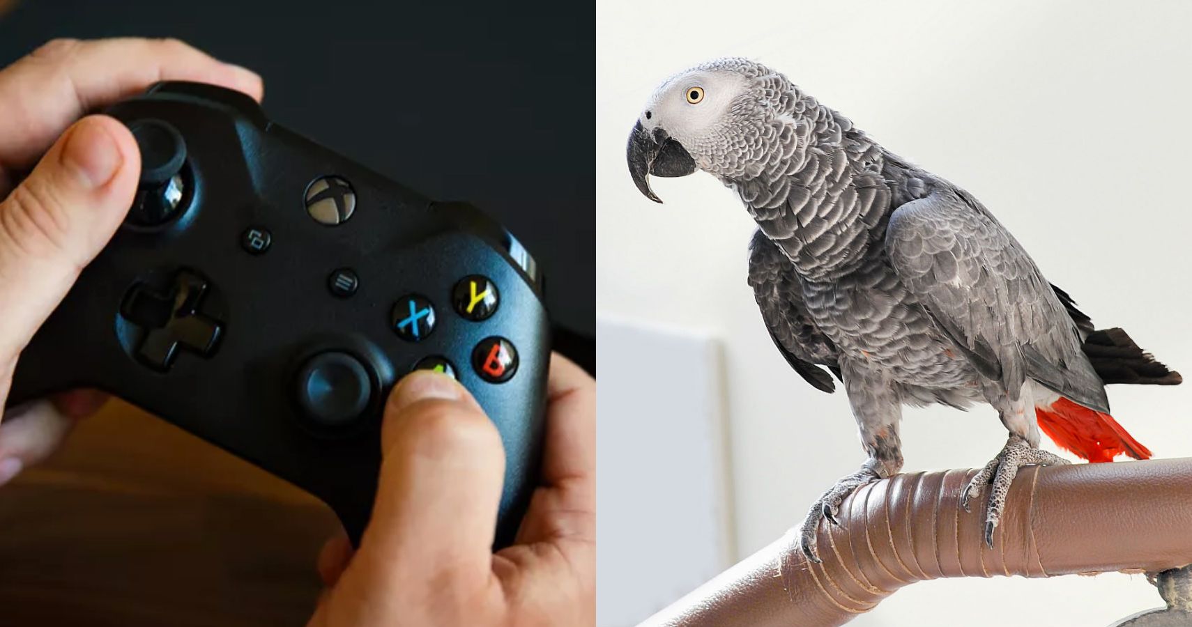 Watch: Birds Can Do Amazing Xbox Impressions