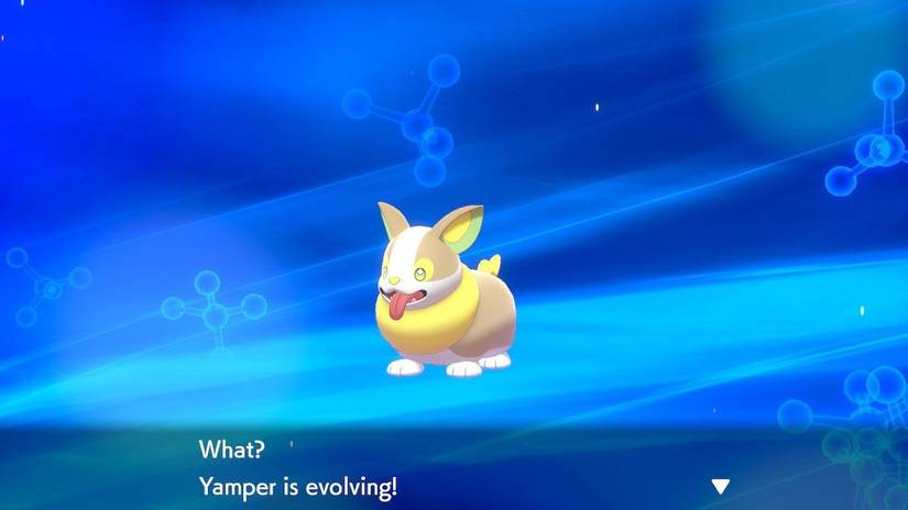 Pokémon Sword & Shield: What Level Does Yamper Evolve & 9 Other Things ...