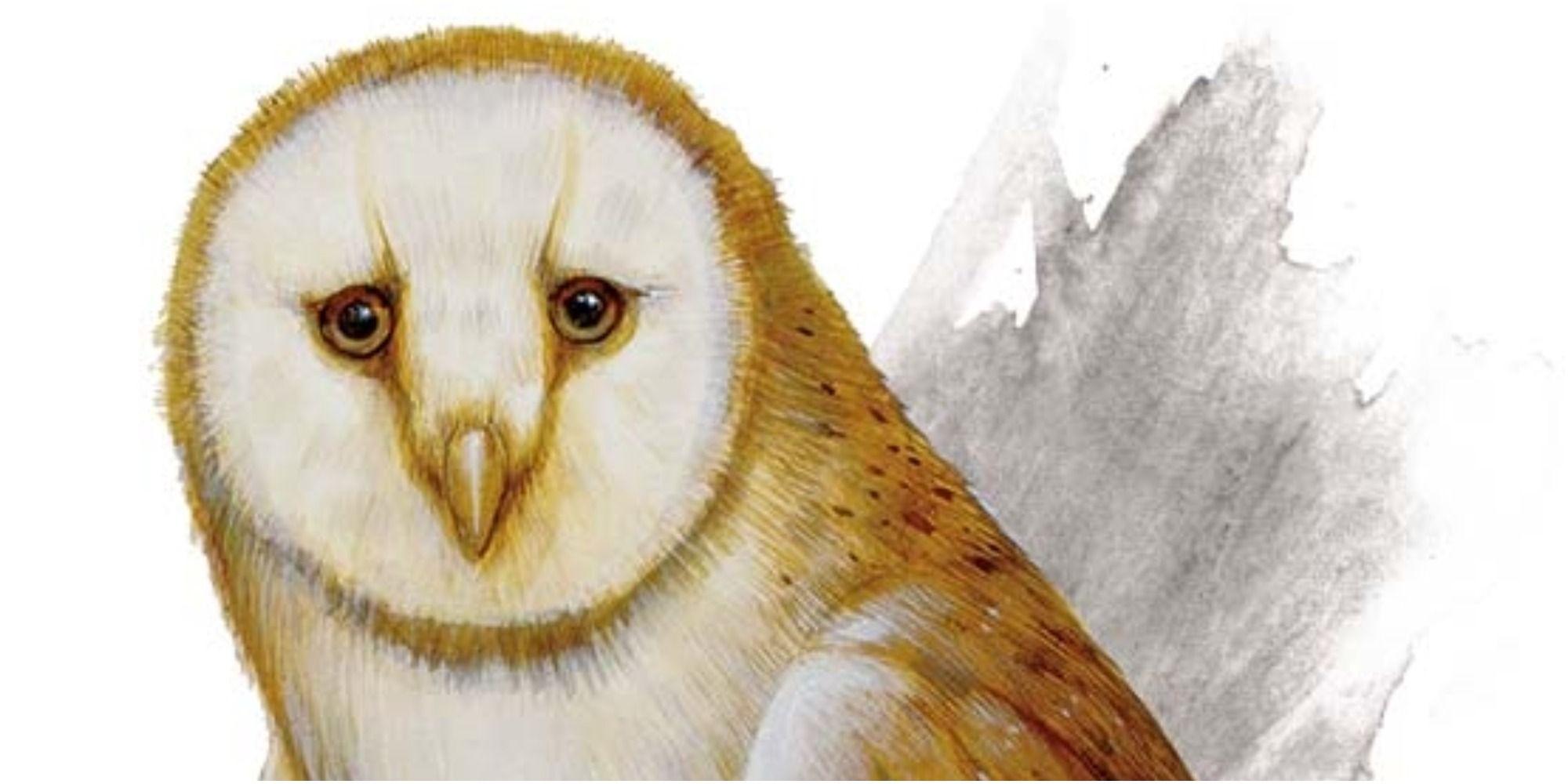 Best Familiars In Dungeons & Dragons