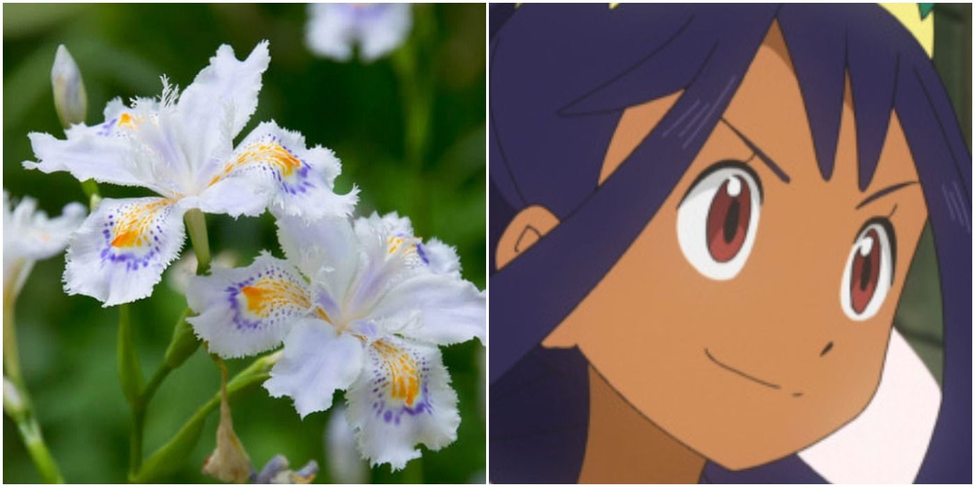 Things You Didn't Know Pokemon's Drayden