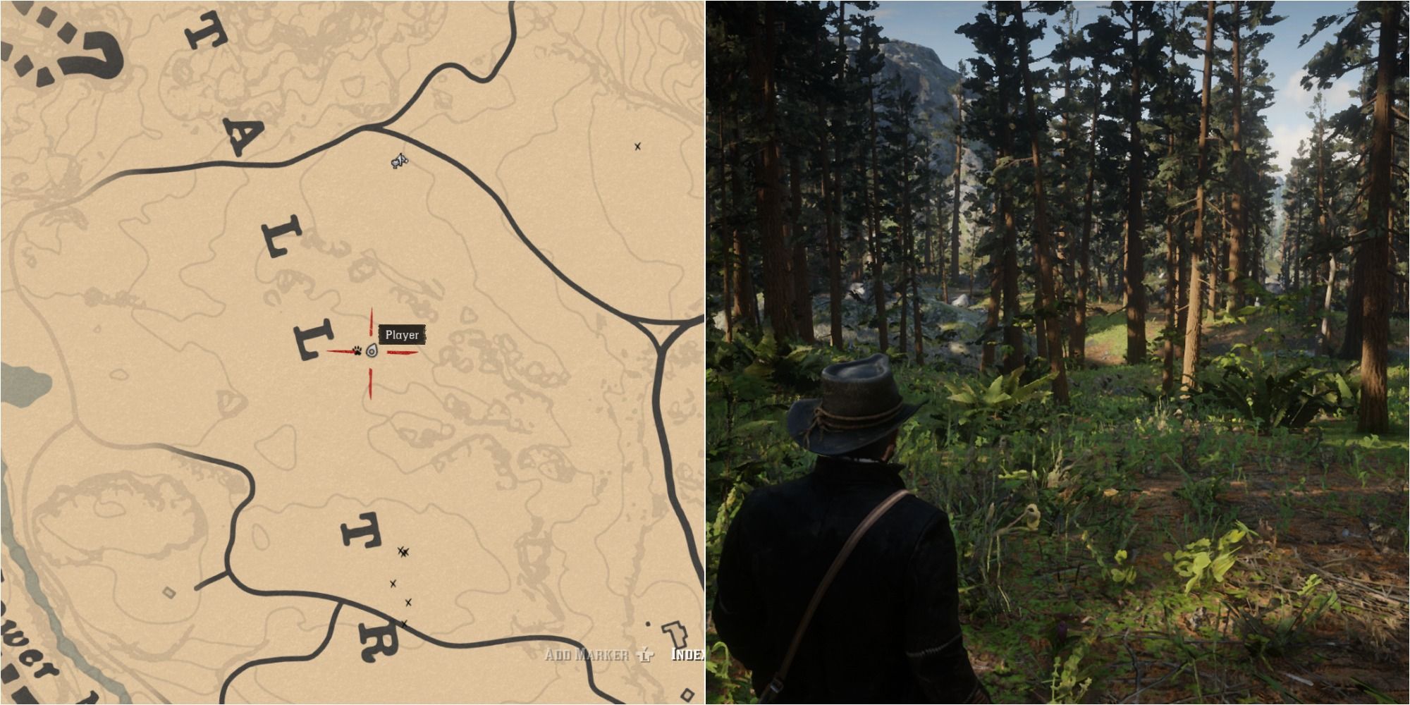 Red Dead Redemption 2: All Lady Slipper Orchid Locations