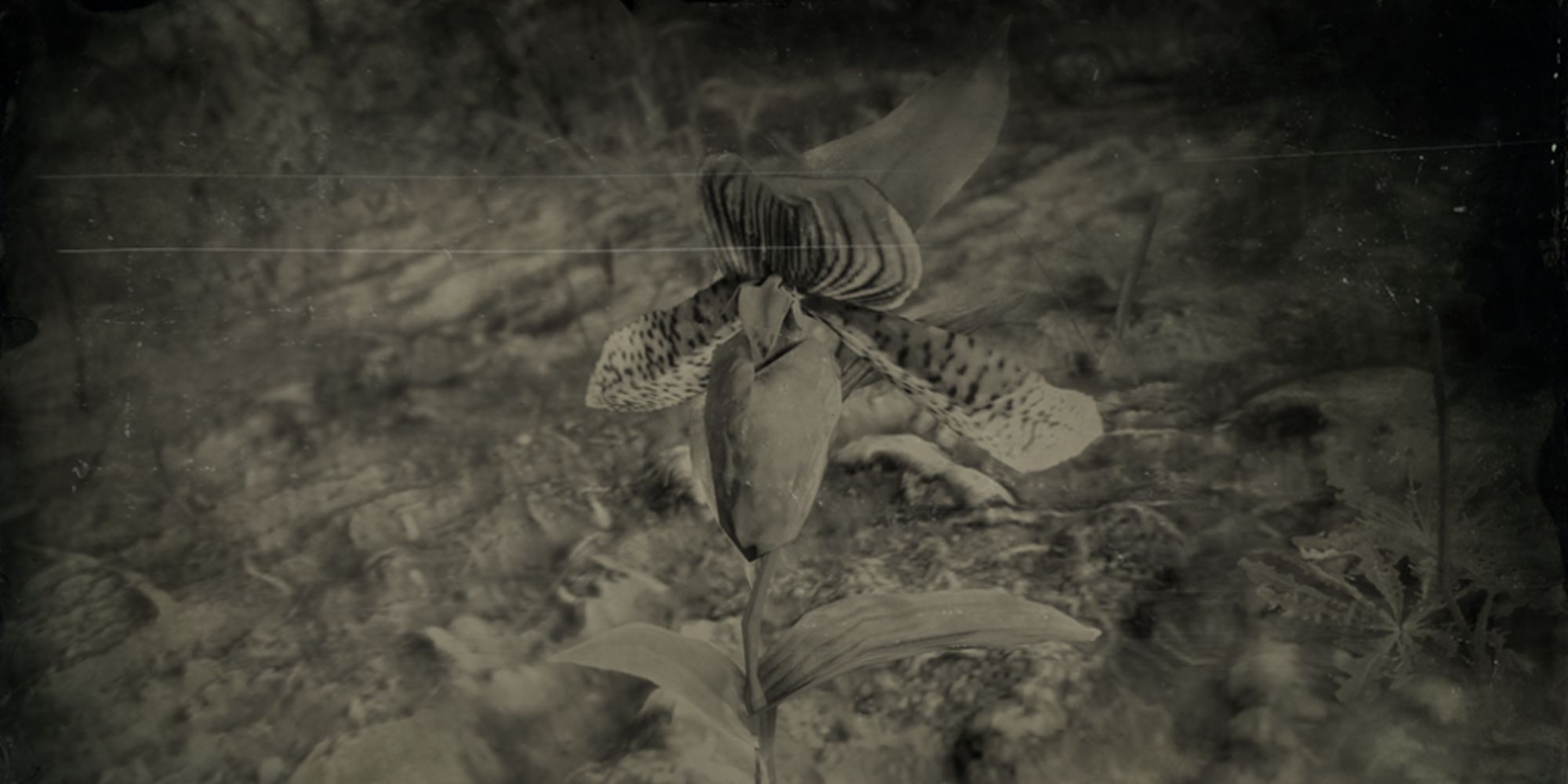 Red Dead Redemption 2: All Lady Slipper Orchid Locations