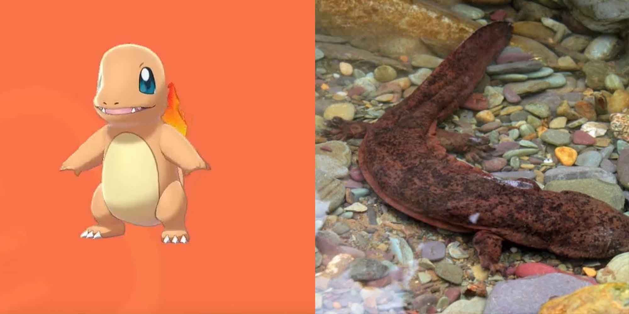 15 Pokemon That Exist In Real Life
