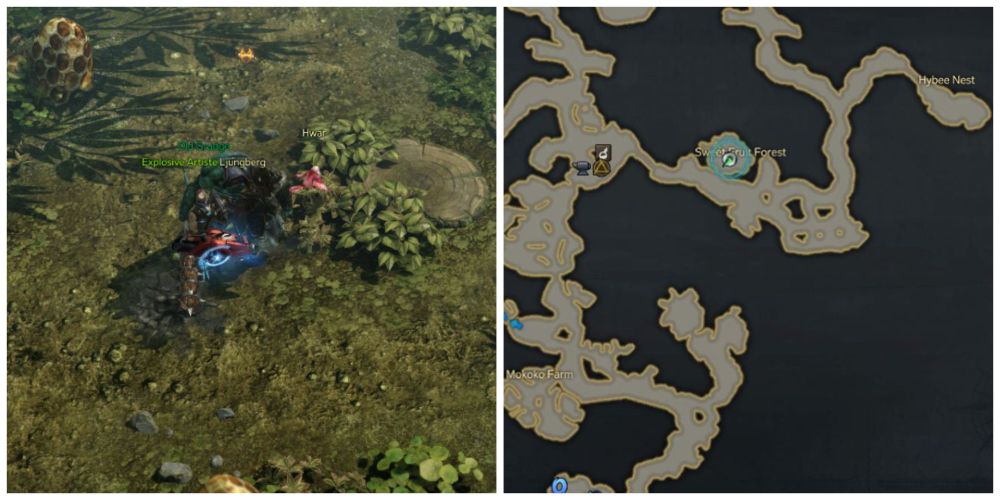 How To Find All Tortoyk Monsters In Lost Ark