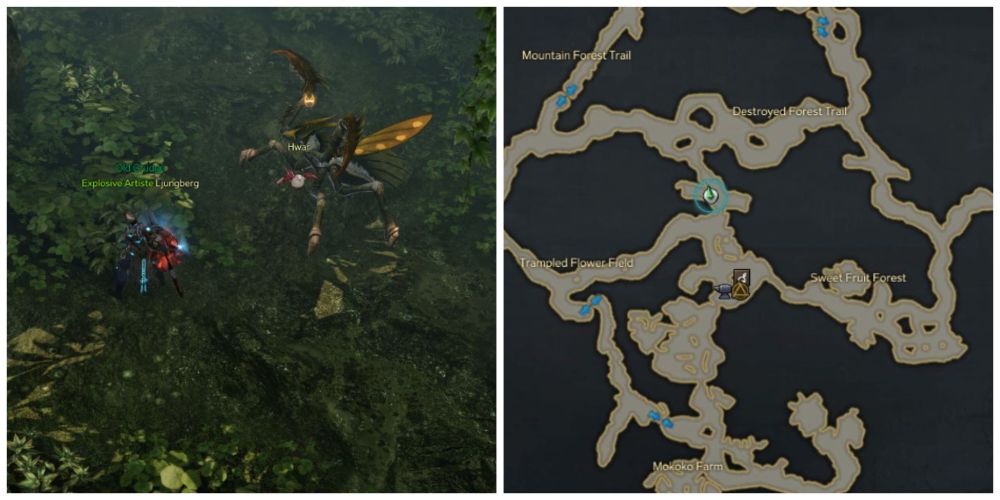 How To Find All Tortoyk Monsters In Lost Ark