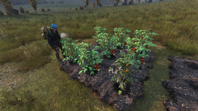 How To Farm Vegetables In DayZ
