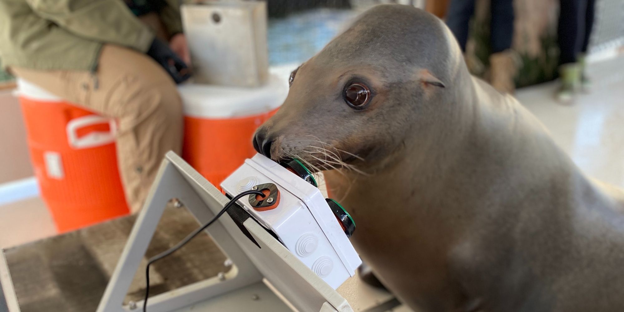 The US Navy Is Turning Sea Lions And Dolphins Into Gamers