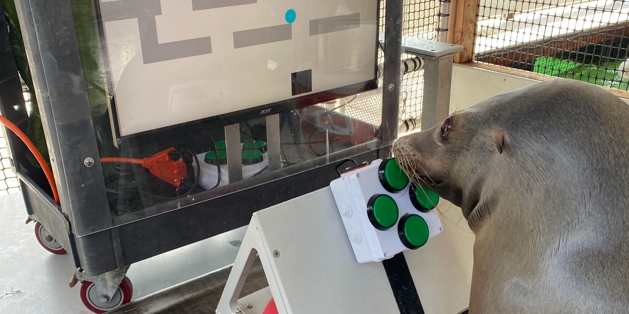 The US Navy Is Turning Sea Lions And Dolphins Into Gamers