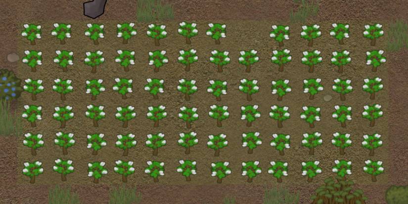 The Best Crops to Plant in Your Colony In RimWorld