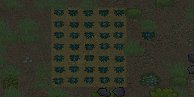 The Best Crops to Plant in Your Colony In RimWorld