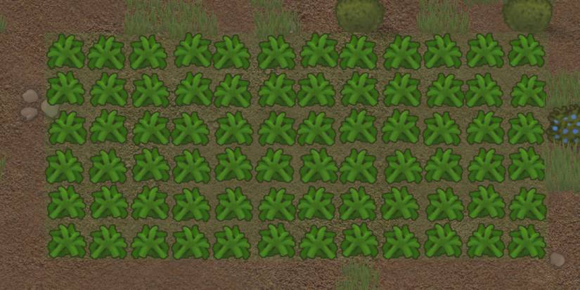 The Best Crops to Plant in Your Colony In RimWorld