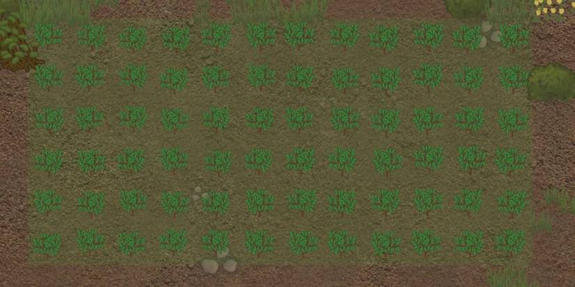 The Best Crops to Plant in Your Colony In RimWorld