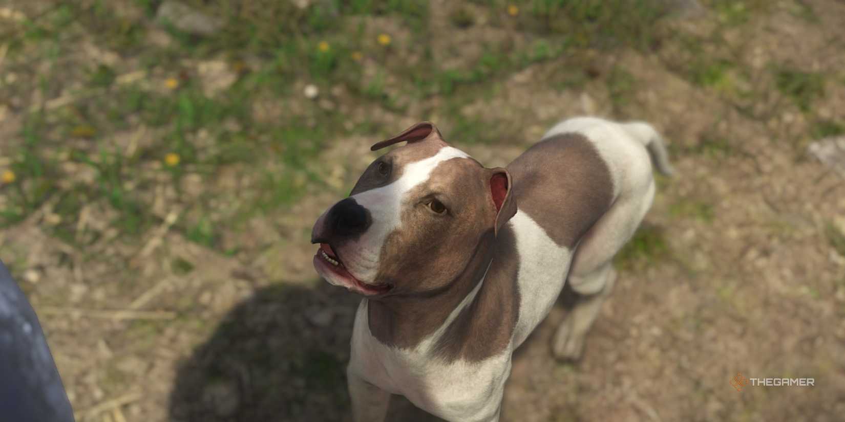 What Stats To Choose First In Kingdom Come: Deliverance