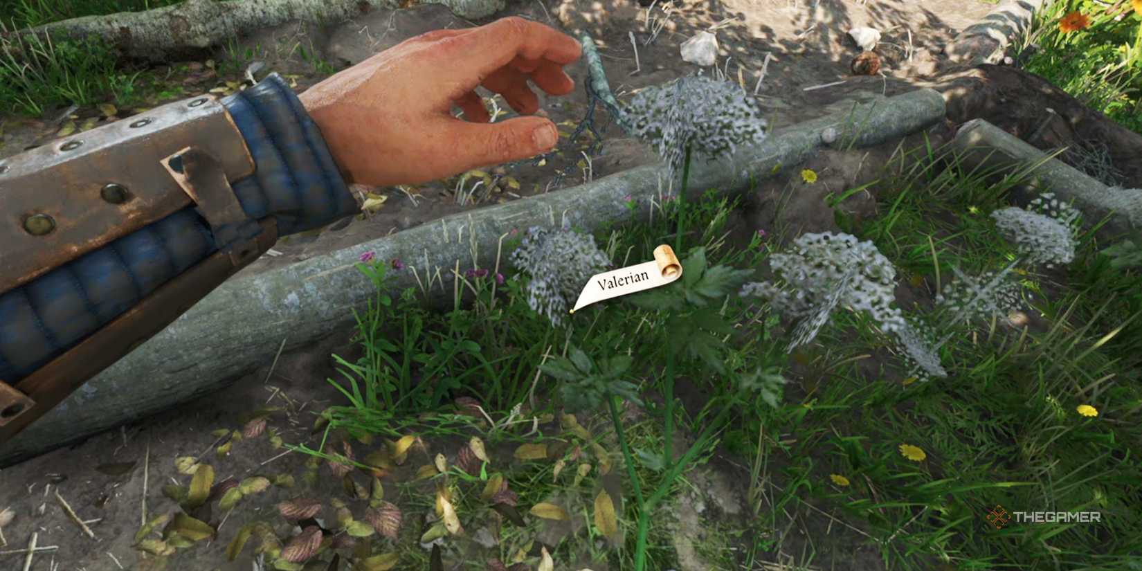 Where To Gather Or Buy Valerian In Kingdom Come: Deliverance 2