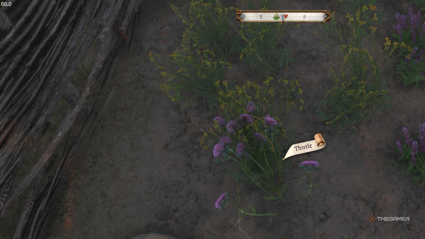 Where To Find Thistle